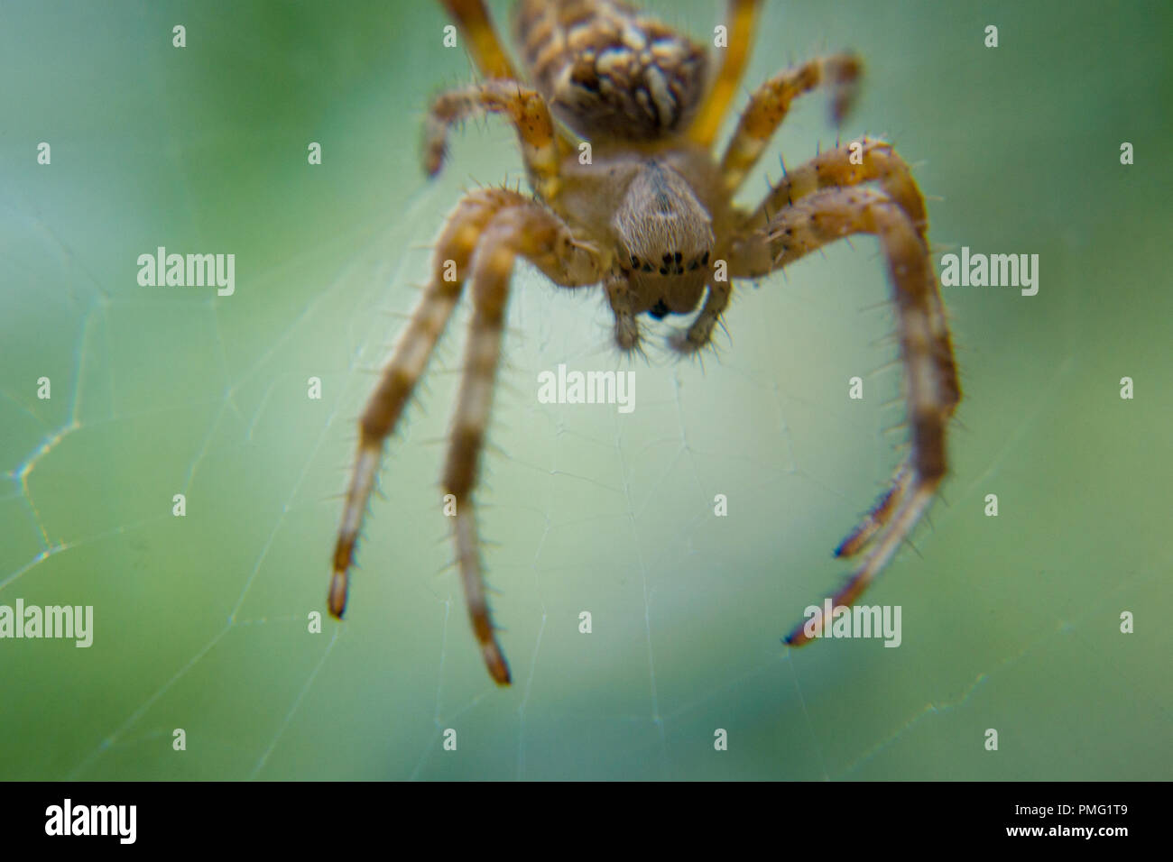 Macro spider pfotography Stock Photo - Alamy