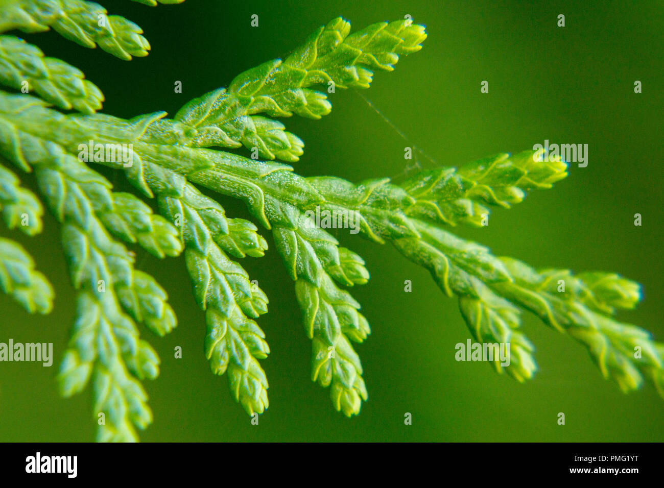 Green thuja leaf Stock Photo - Alamy