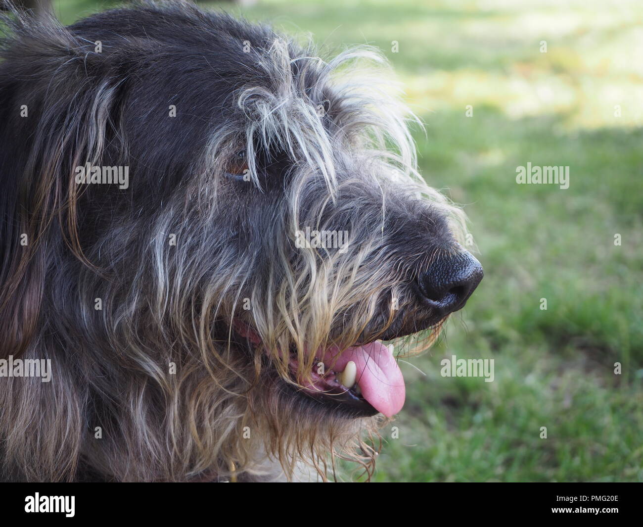 Portrait of a mixed-breed dog with grey fur Stock Photo - Alamy