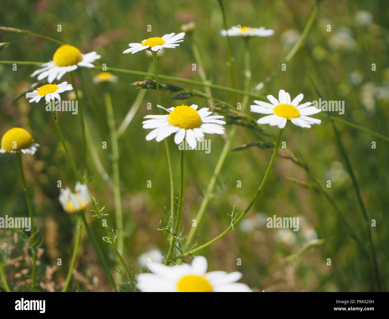 Daisy scene hi-res stock photography and images - Alamy