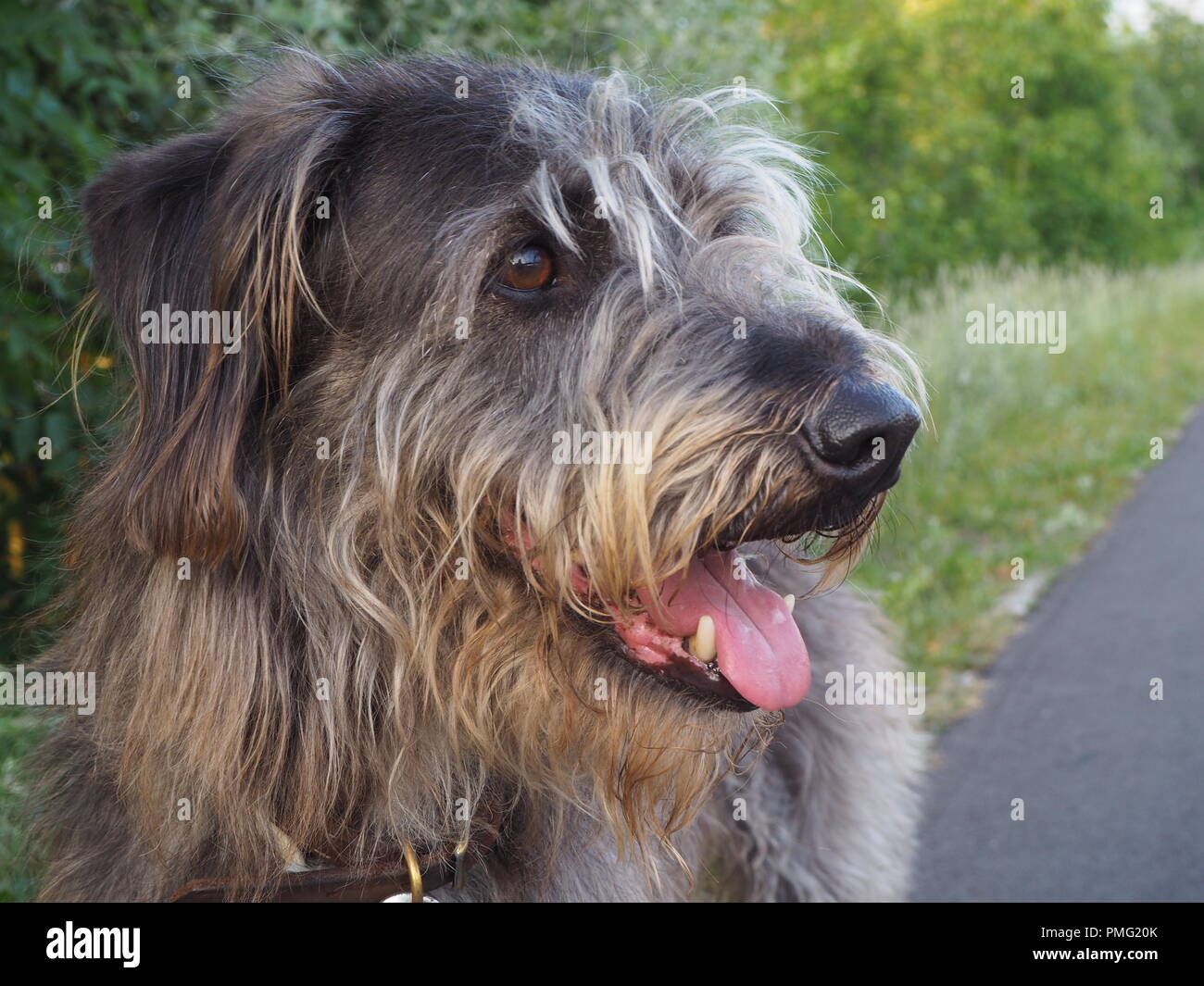 Portrait of a mixed-breed dog with grey fur Stock Photo - Alamy