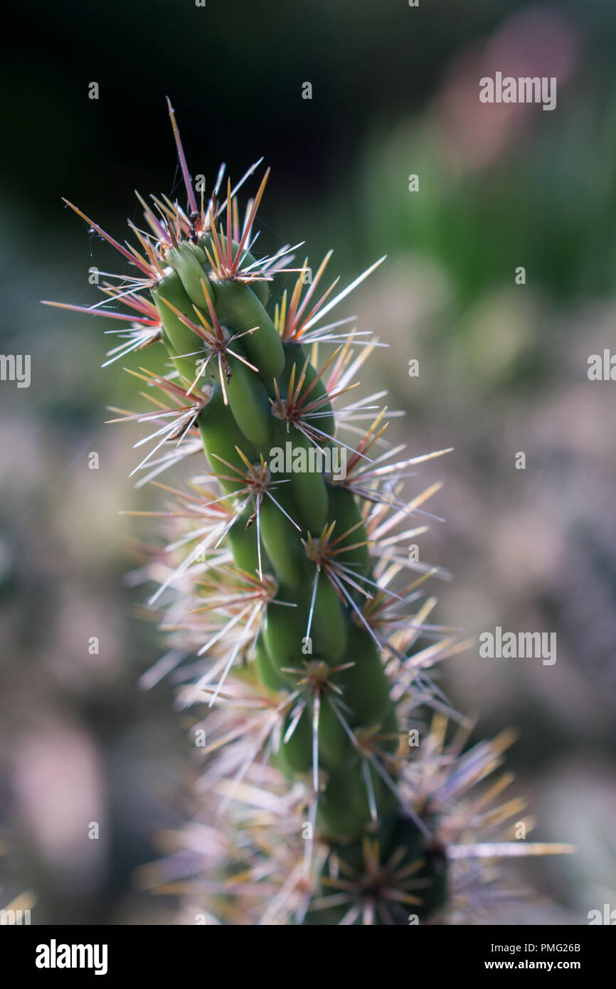 Spiky cactus on point Stock Photo - Alamy