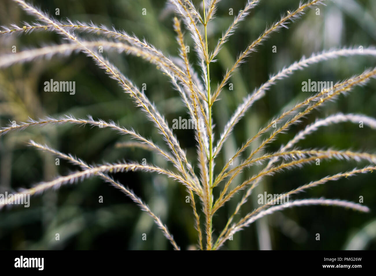 Reed plant on focus Stock Photo - Alamy