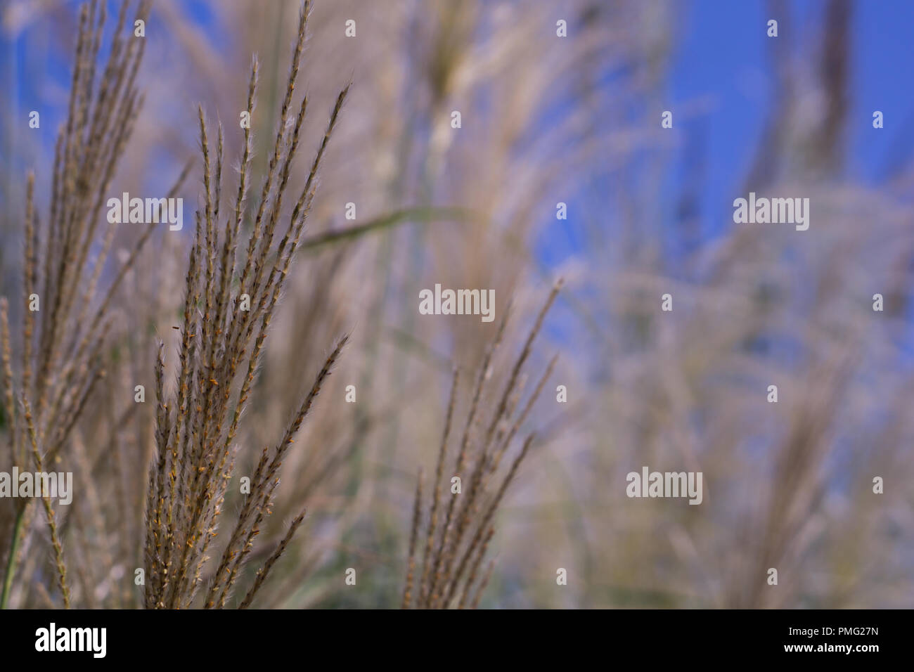 Reed plant on focus Stock Photo - Alamy