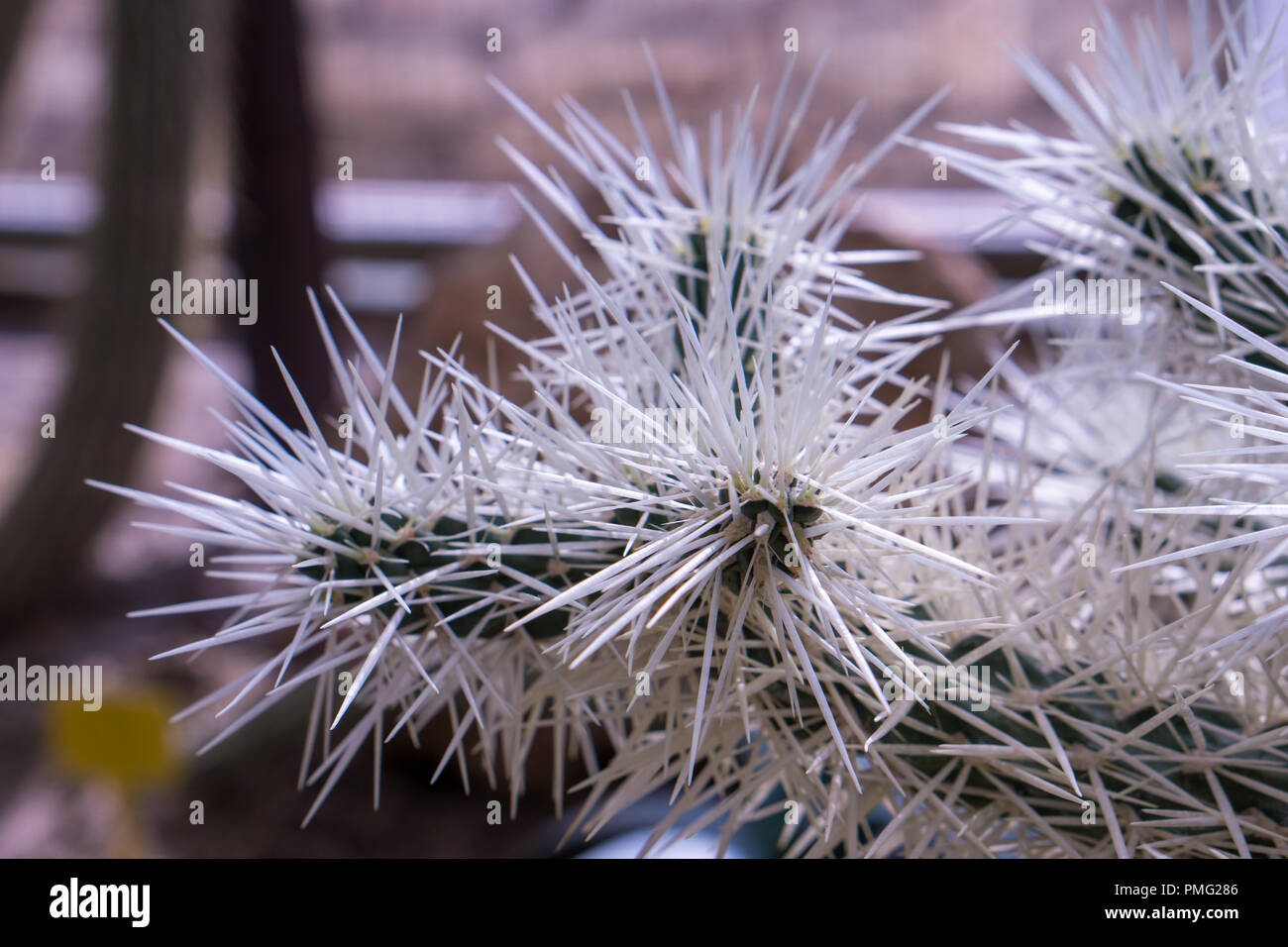 Spiky cactus on point Stock Photo - Alamy