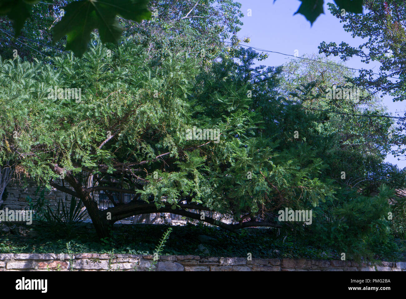 Short and wide tree Stock Photo - Alamy