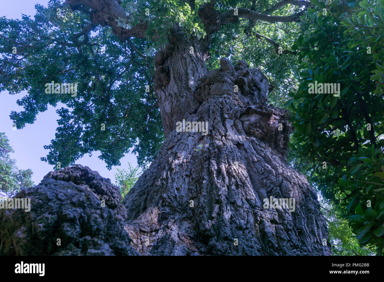 Hundred years old tree hi-res stock photography and images - Alamy