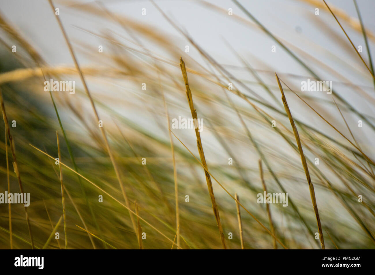 Low angle grass photography Stock Photo - Alamy