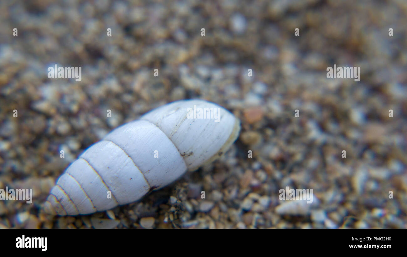 Olive snail hi-res stock photography and images - Alamy