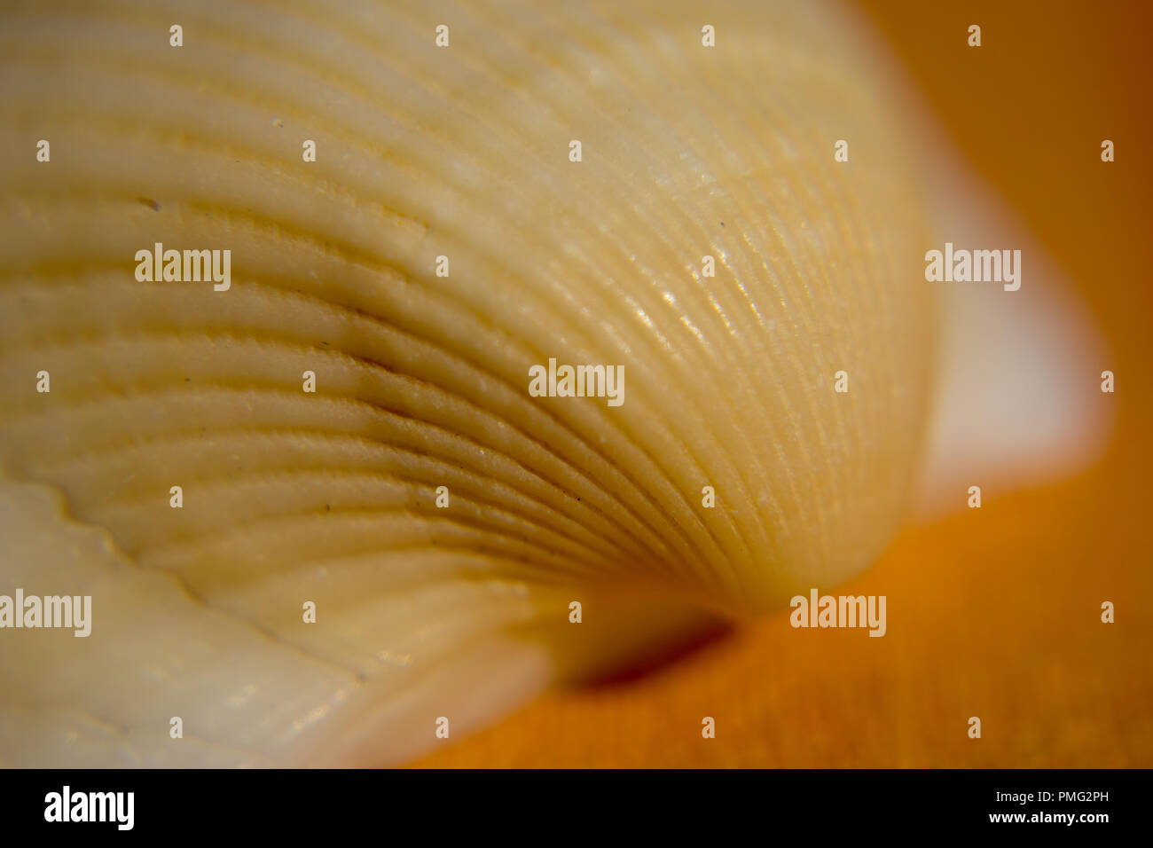 Seashell close up Stock Photo - Alamy