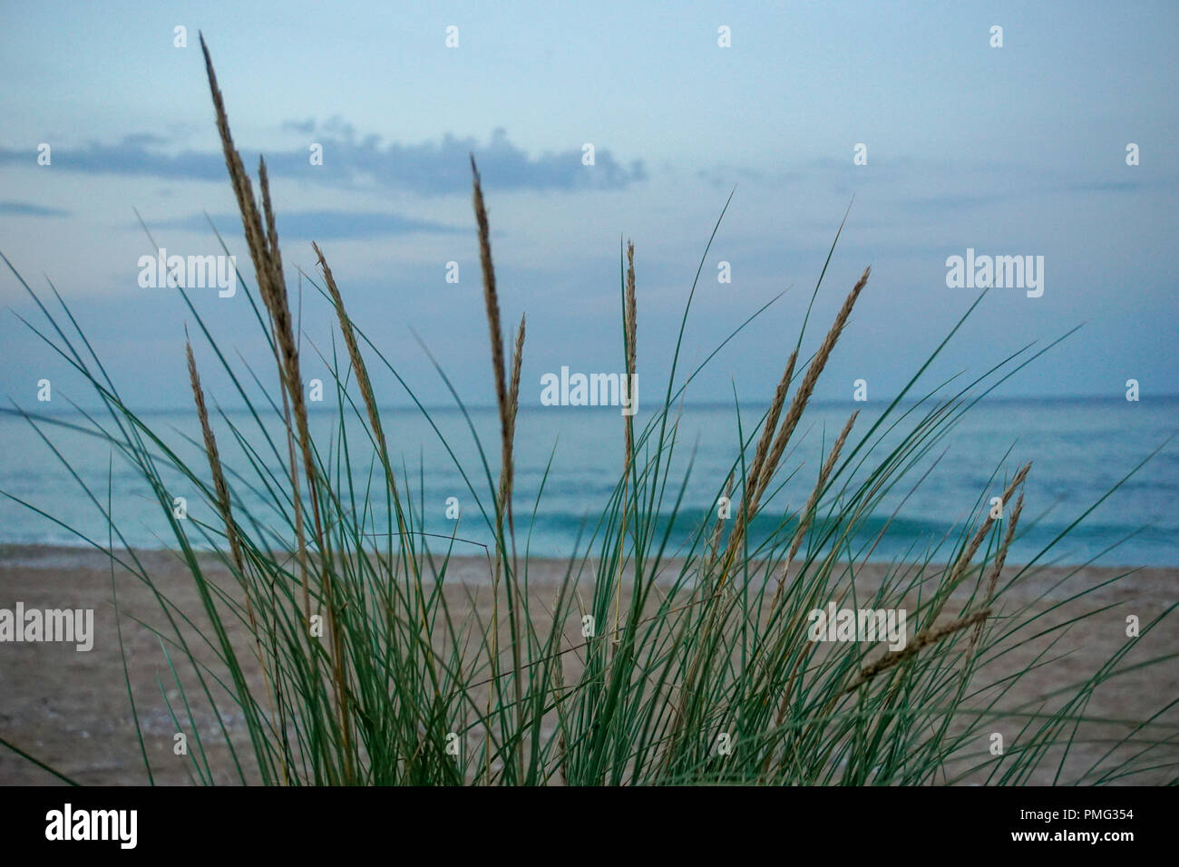 Grass on the beach Stock Photo - Alamy