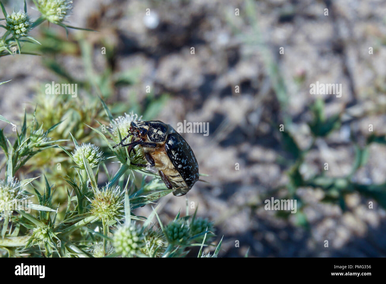 Sand beetle near the beach Stock Photo - Alamy