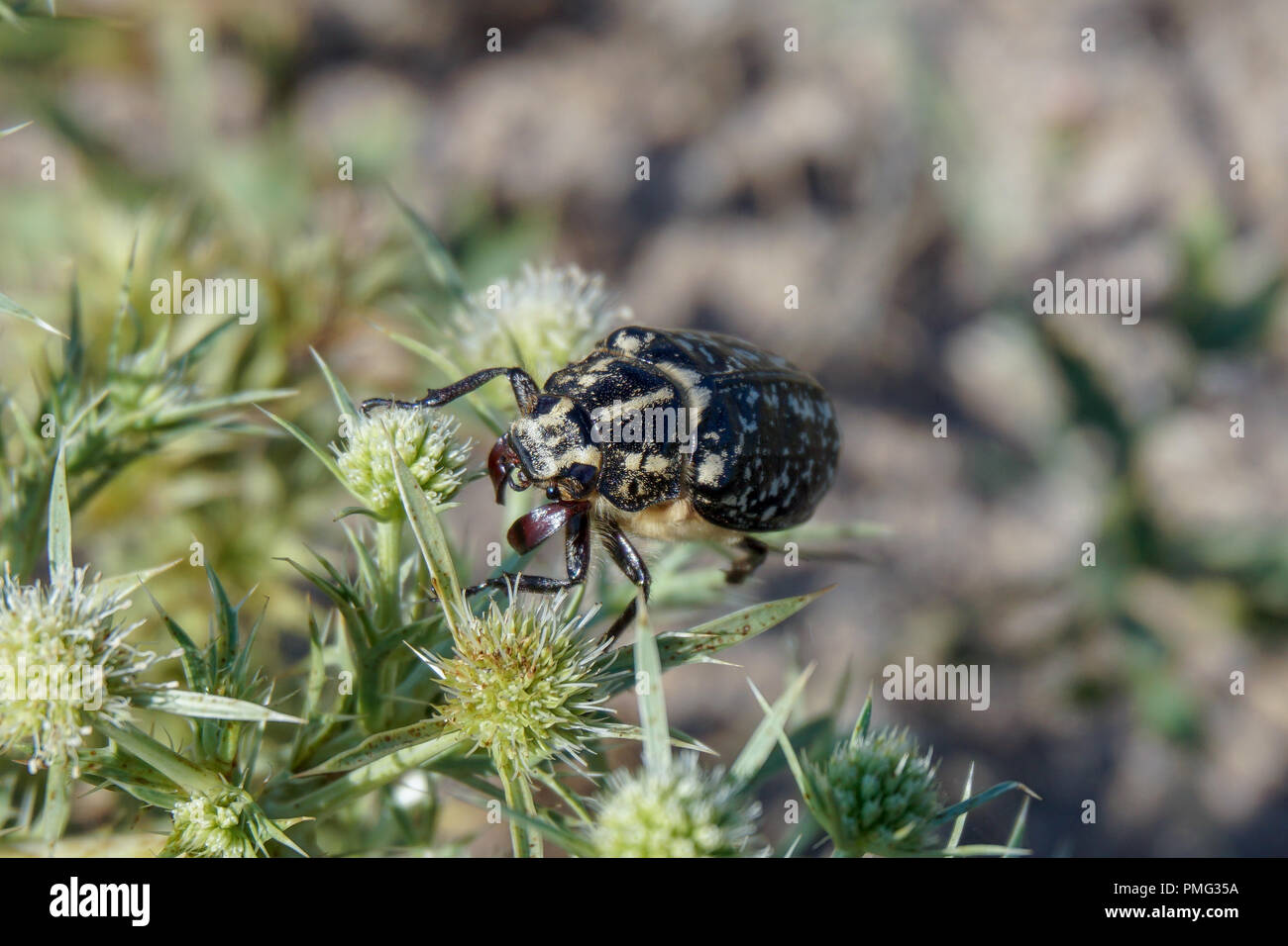 Sand beetle near the beach Stock Photo - Alamy
