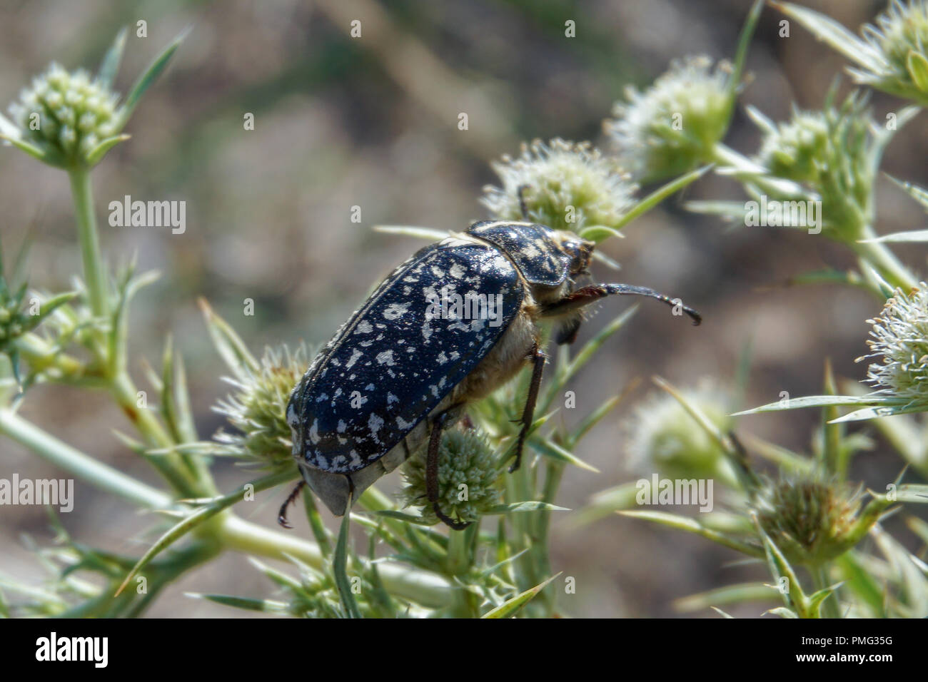 Sand beetle near the beach Stock Photo - Alamy