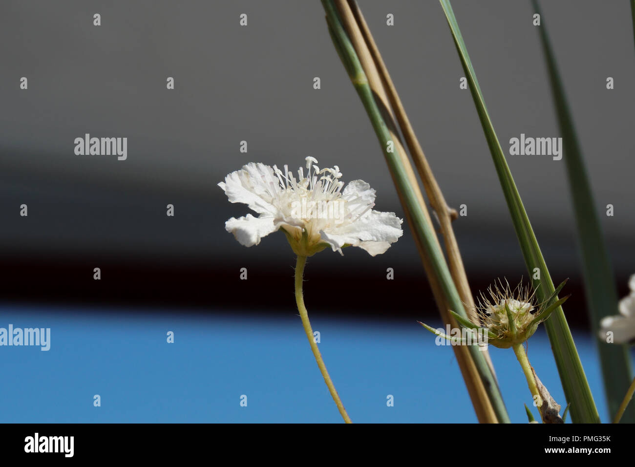 White beach flower Stock Photo - Alamy