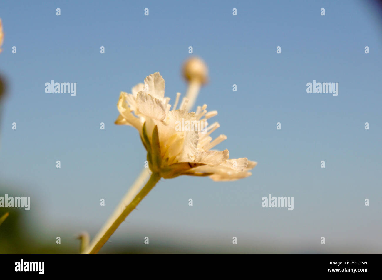 White beach flower Stock Photo - Alamy