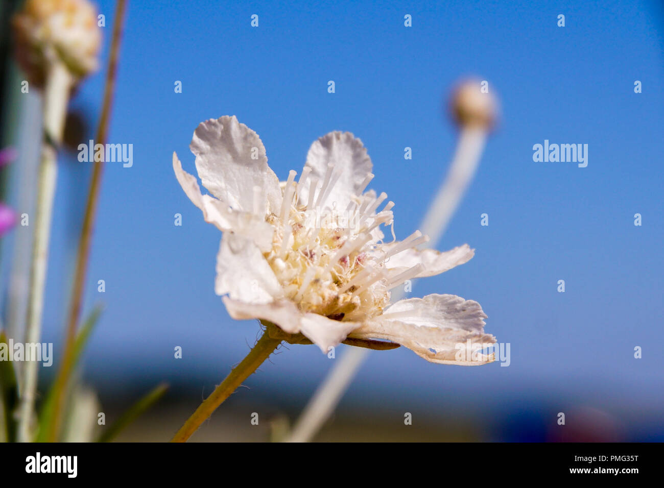 White beach flower Stock Photo - Alamy