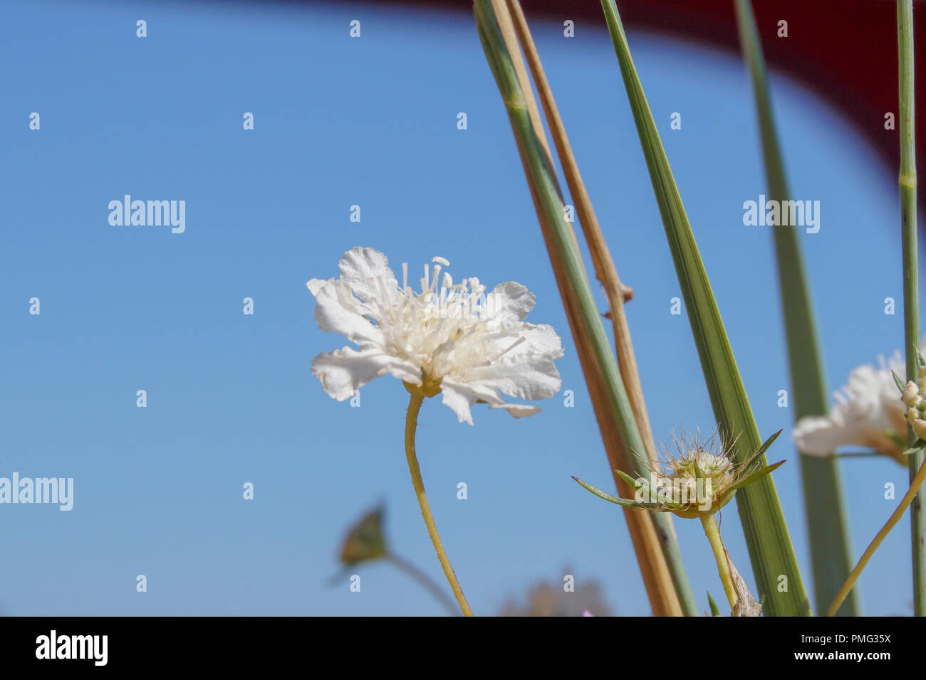 White beach flower Stock Photo - Alamy