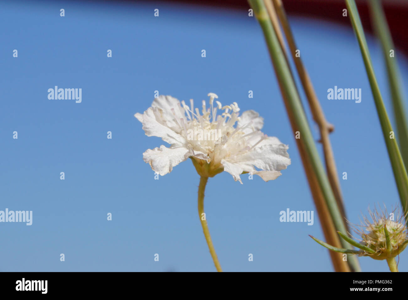 White beach flower Stock Photo - Alamy