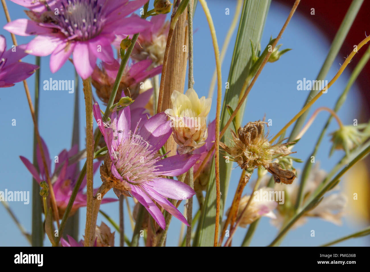 Purple beach flower hi-res stock photography and images - Alamy