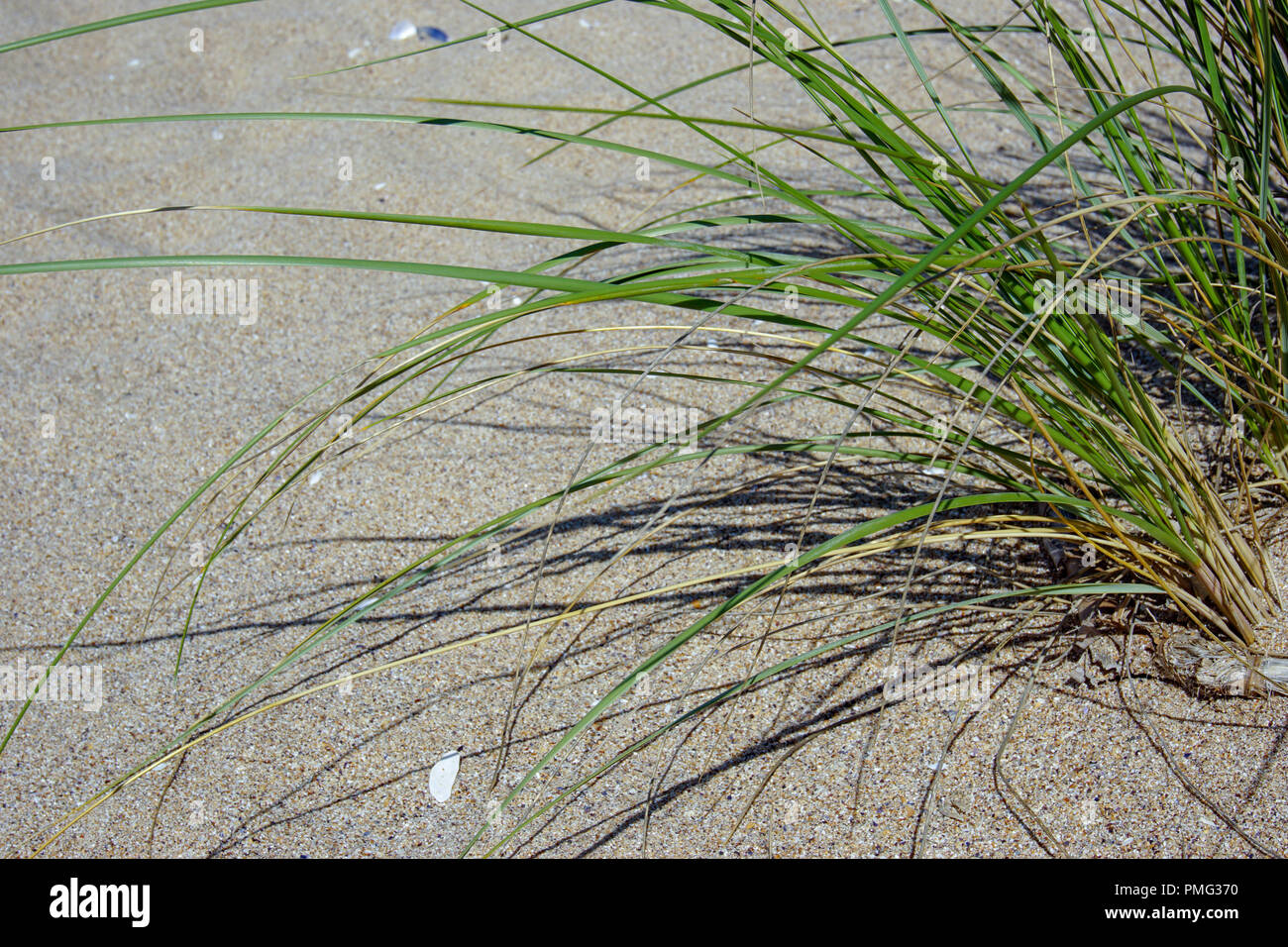 Grass on the beach Stock Photo - Alamy