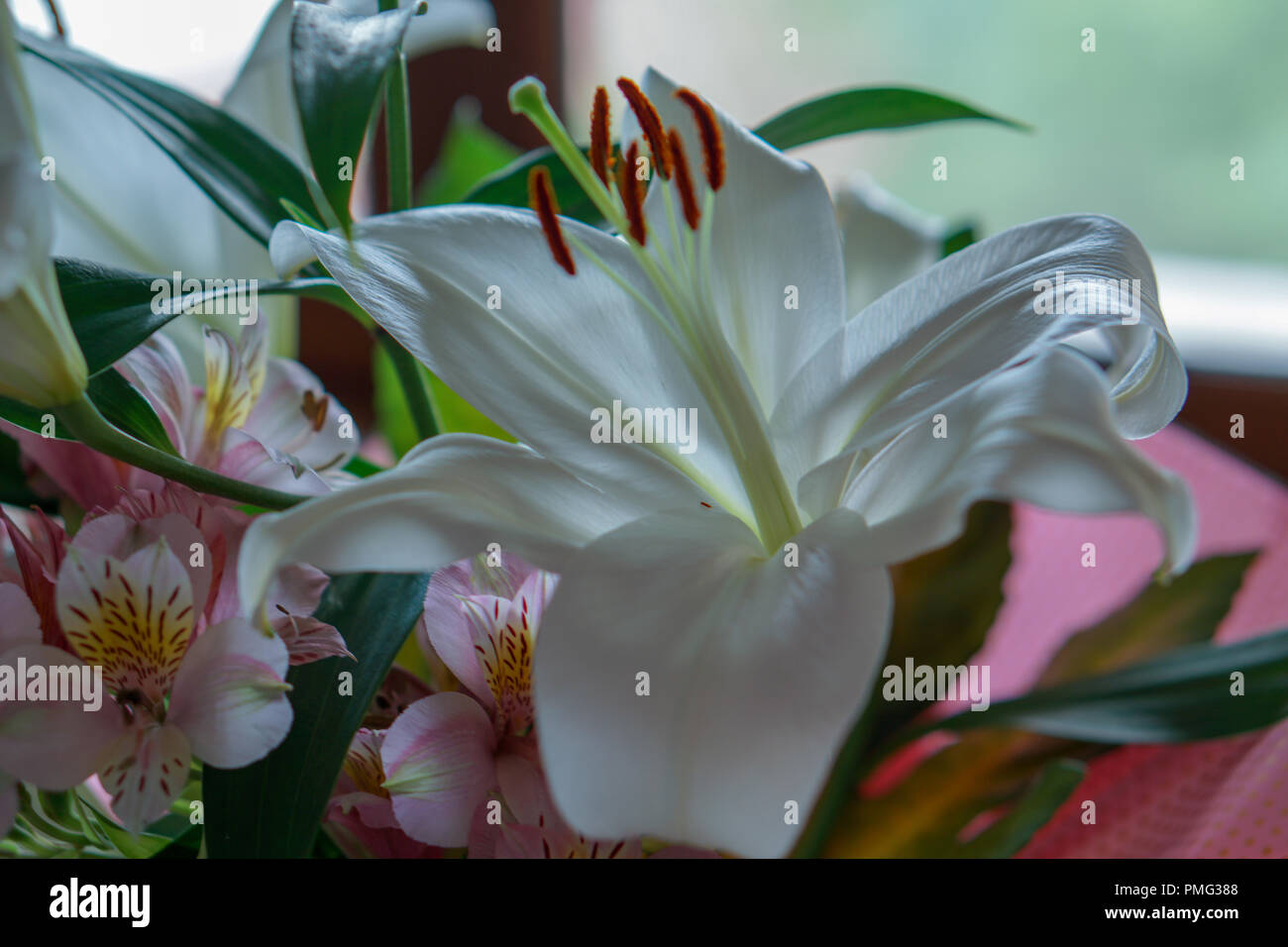 Elegant and beautiful white flower Stock Photo - Alamy