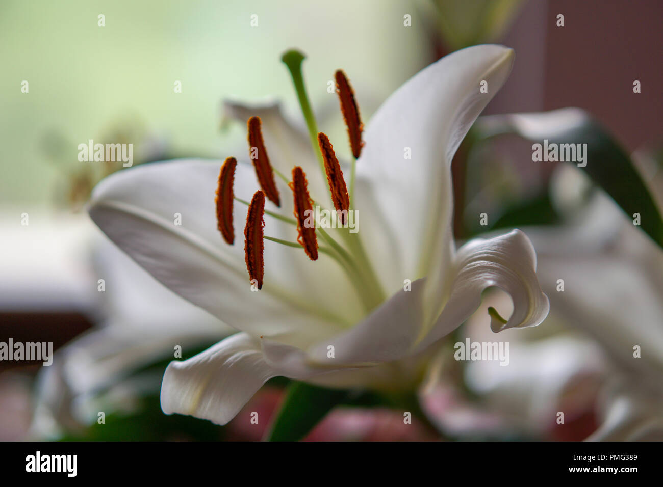 Elegant and beautiful white flower Stock Photo - Alamy