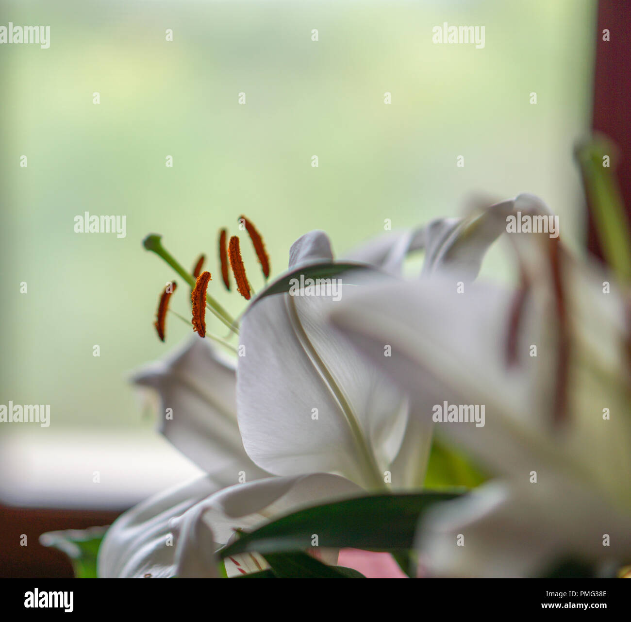 Elegant and beautiful white flower Stock Photo - Alamy