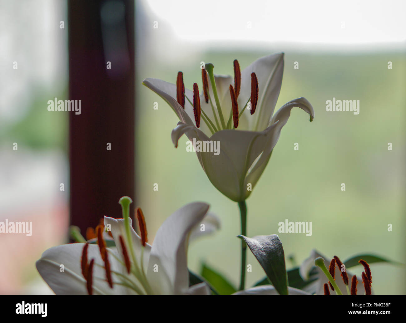 Elegant and beautiful white flower Stock Photo - Alamy