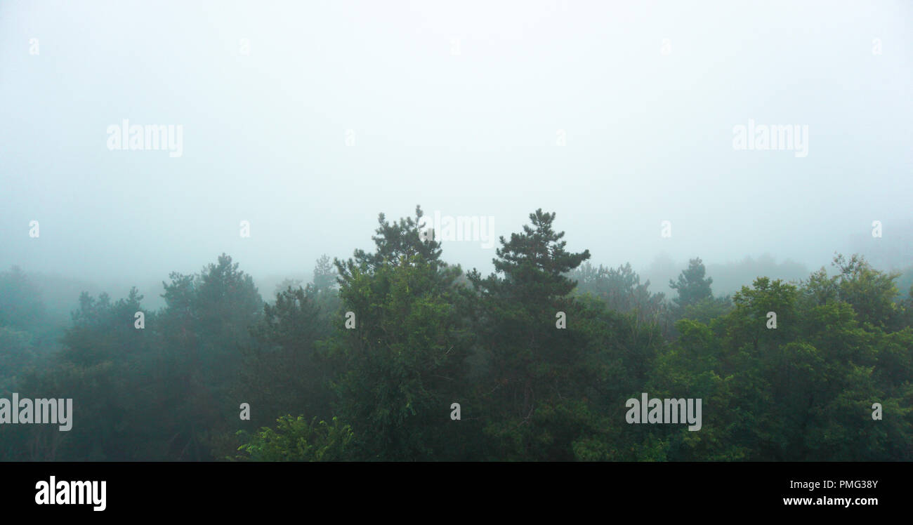 Evergreen pine tree woods covering hi-res stock photography and images ...