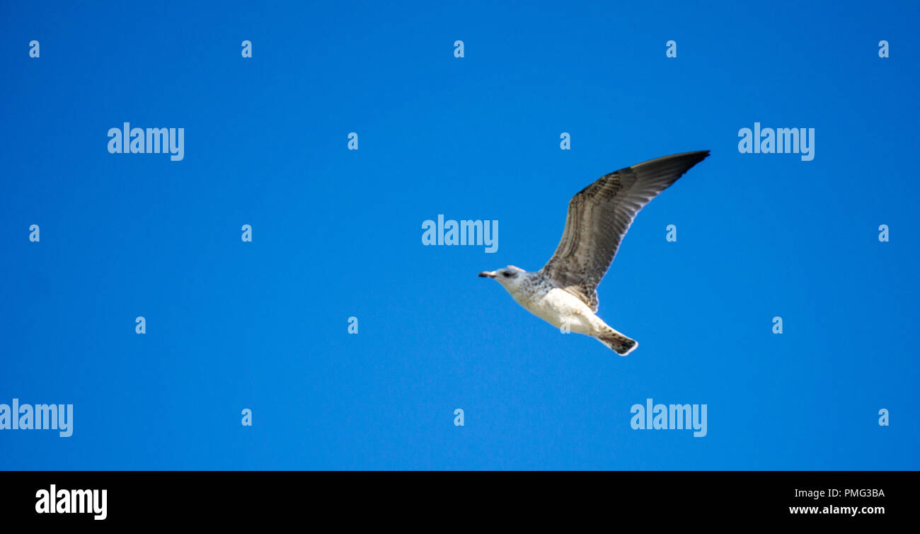 Soaring seagull in the sky Stock Photo - Alamy