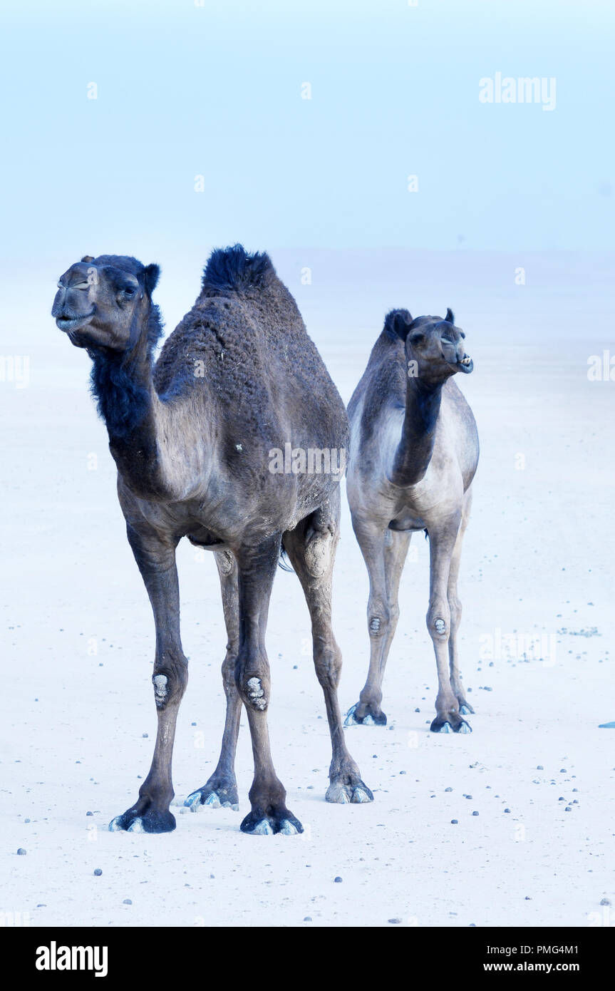 Camel Skin High Resolution Stock Photography and Images - Alamy
