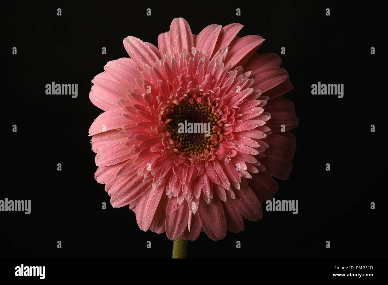 Sunflower wallpaper hi-res stock photography and images - Alamy