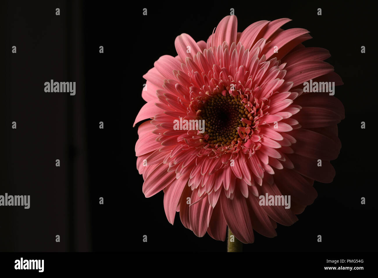 Sunflower wallpaper hi-res stock photography and images - Alamy
