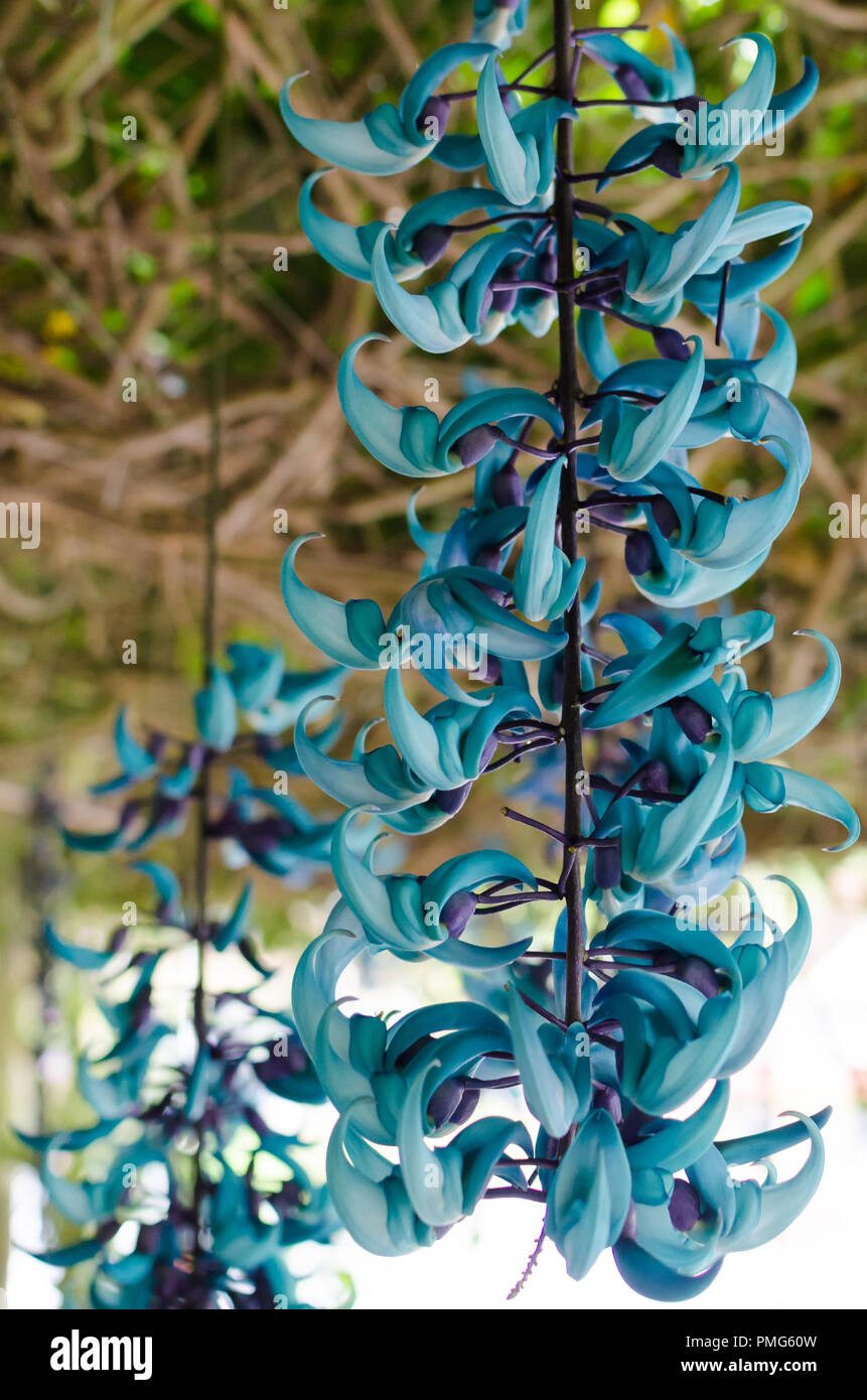 Tayabak hi-res stock photography and images - Alamy