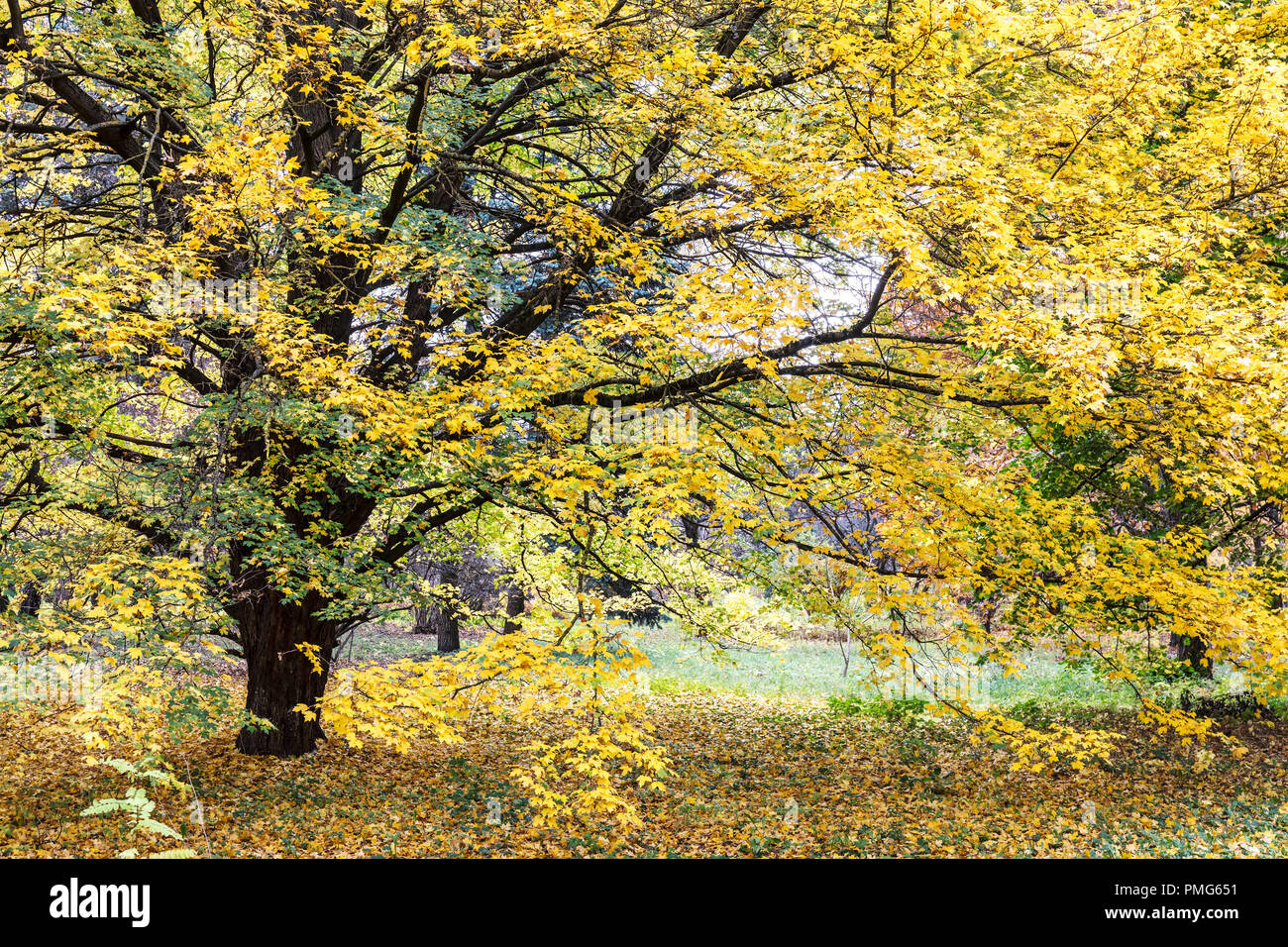 Season maple trees hi-res stock photography and images - Alamy