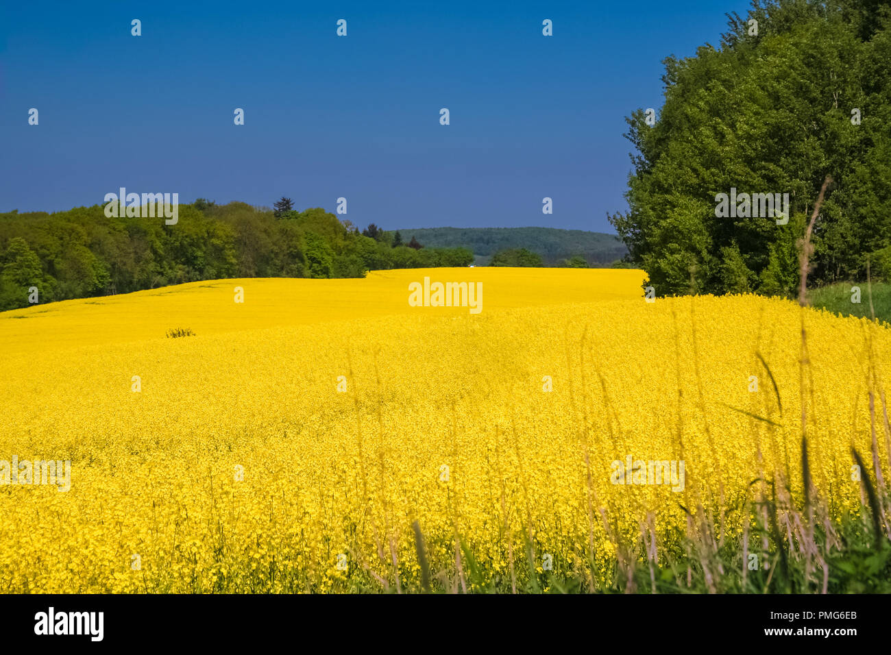 German Countryside Flowers Summer Fragile Beauties In Germany
