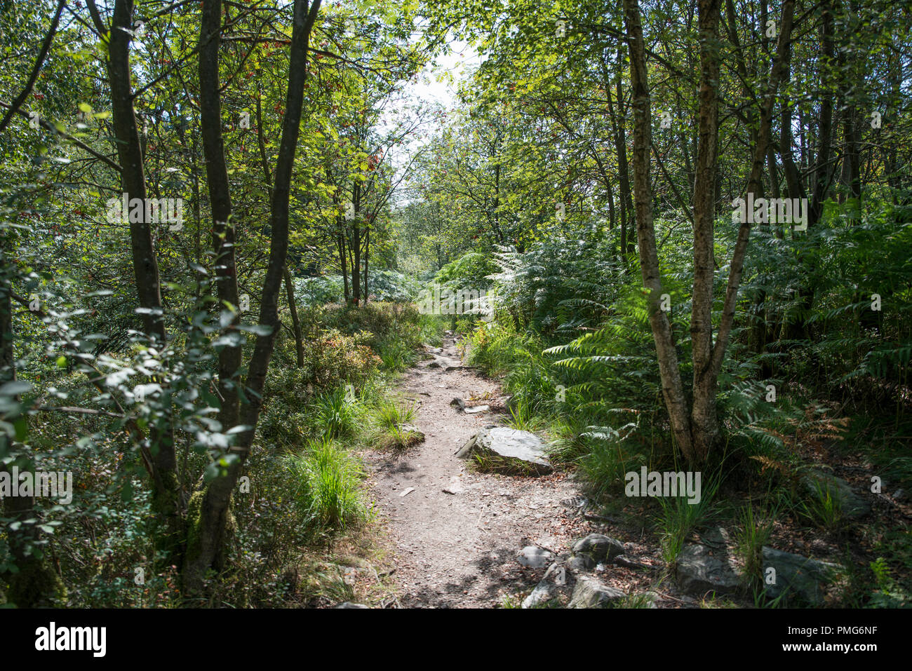 Ardennes forest hi-res stock photography and images - Alamy