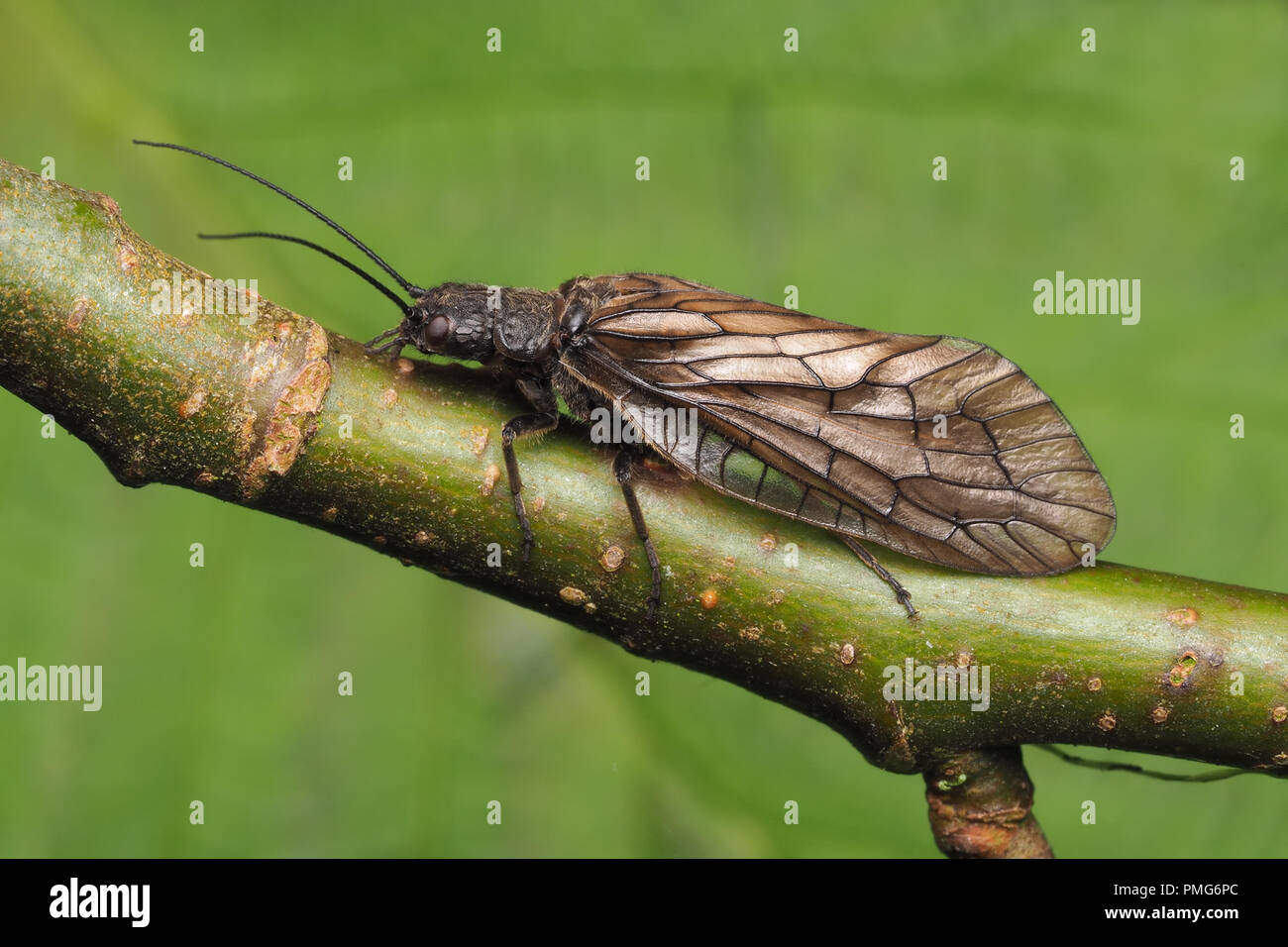 Alderfly High Resolution Stock Photography and Images - Alamy