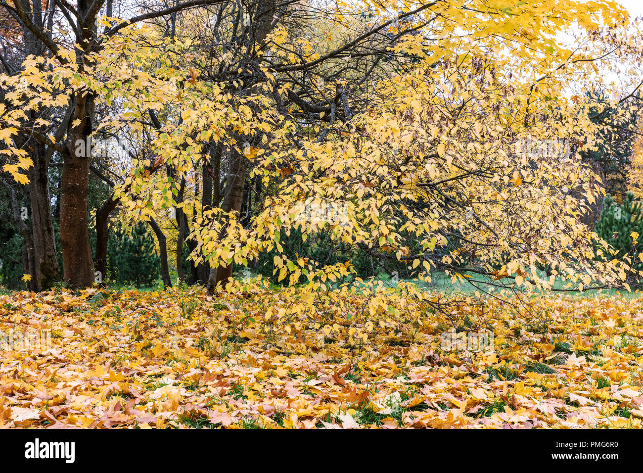 Season with nature and gold maple trees hi-res stock photography and ...