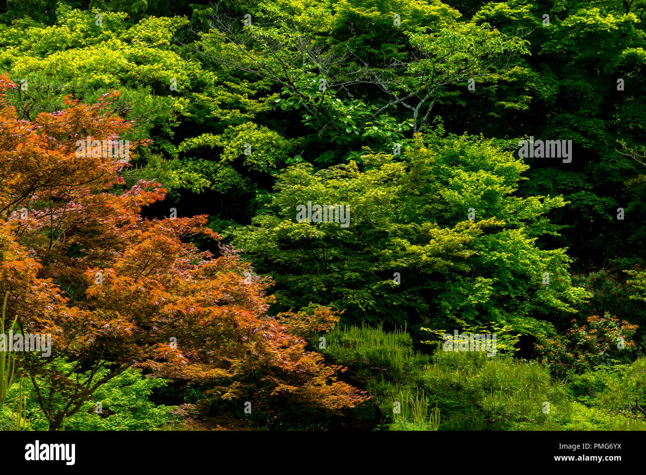 Kyoto nature scenery hi-res stock photography and images - Alamy