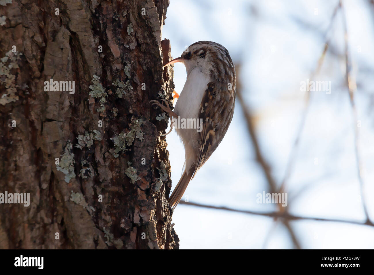 Tree creeper, (Certhia Familiaris), climbing on a tree trunk searching ...