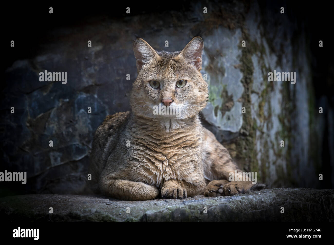 Cat of india hi-res stock photography and images - Alamy