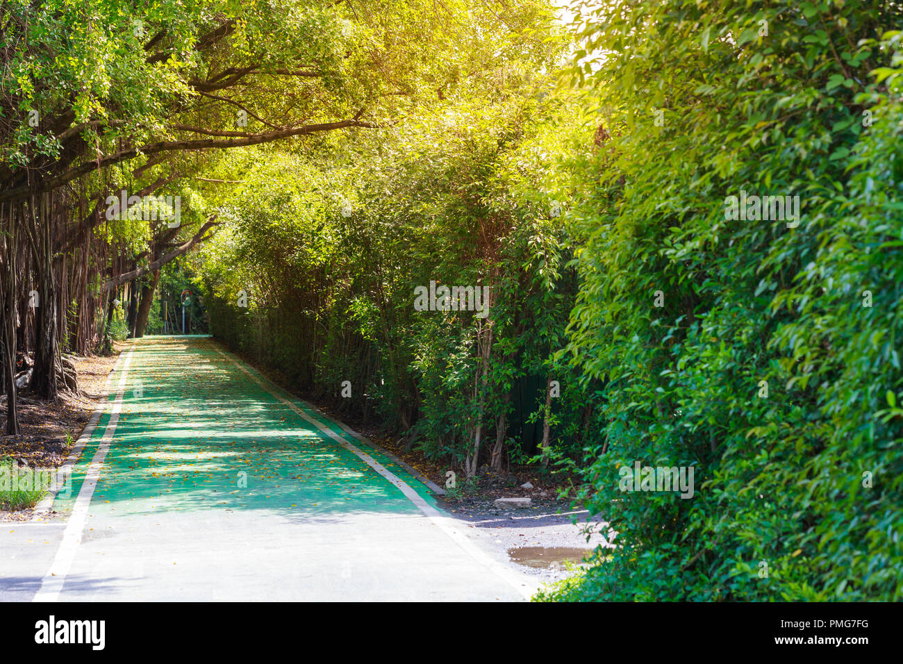 The sun light old garden garden road road in summer hi-res stock ...