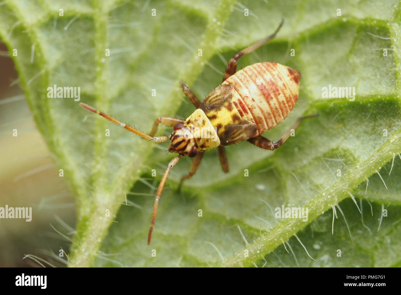 Striped oak bug nymph hi-res stock photography and images - Alamy