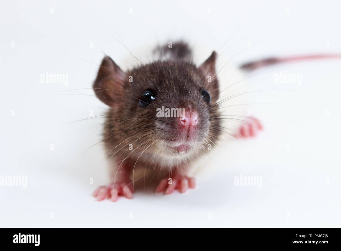 The Brown lab rat on white background Stock Photo - Alamy