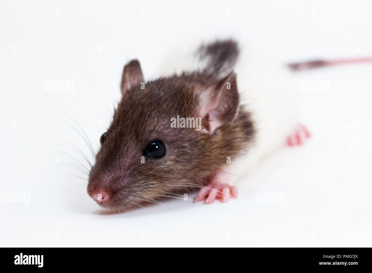 Lab rat hi-res stock photography and images - Alamy