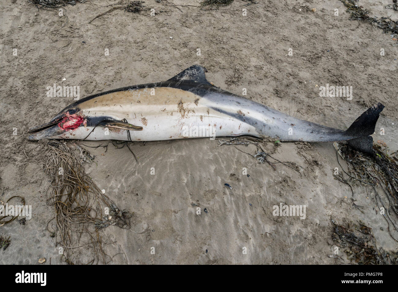 A Common Dolphin washed with a facial gash and many scars washed up in ...