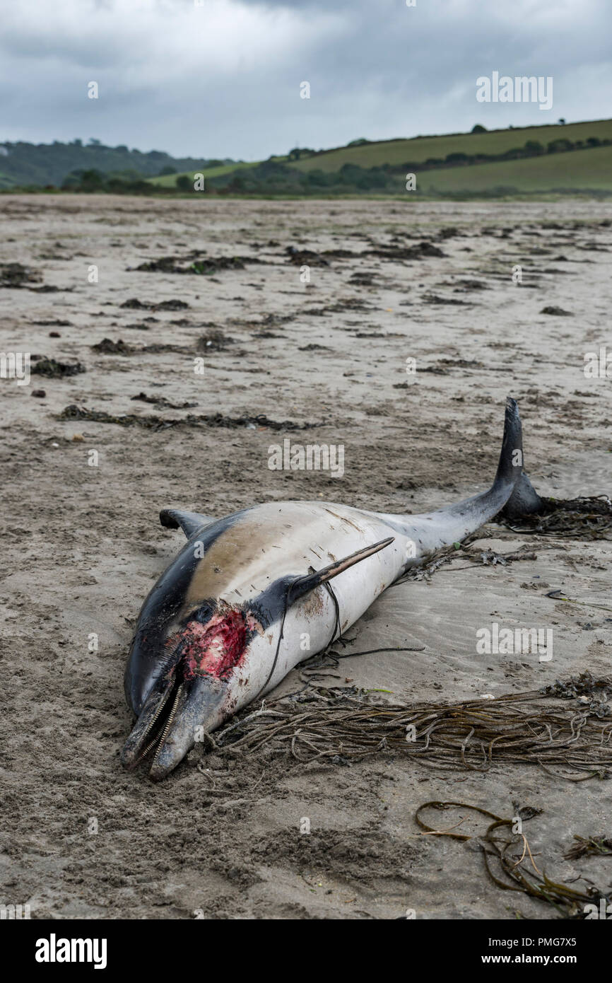 A Common Dolphin washed with a facial gash and many scars washed up in ...