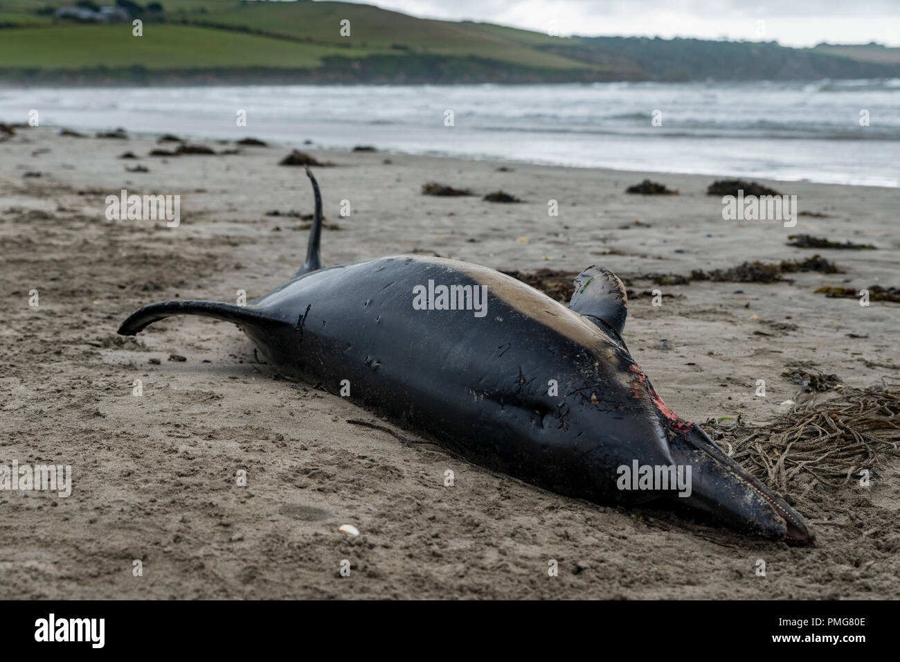 A Common Dolphin washed with a facial gash and many scars washed up in ...